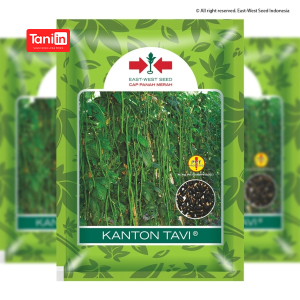 Kacang Panjang - Kanton Tavi - Solusi Pintar Untuk Industri Pertanian